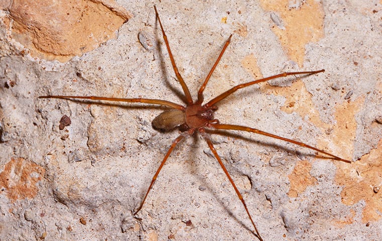 Venomous Spiders In Somerset: How To Recognize And Stay Safe From ...